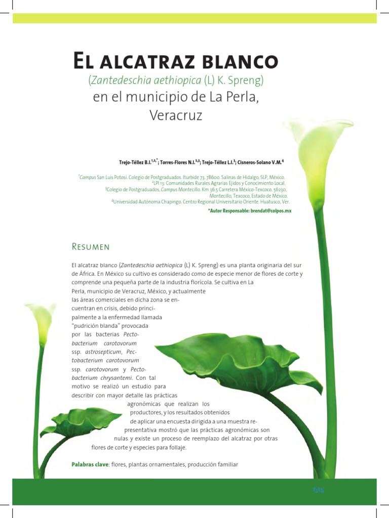 Alcatraz Blanco | PDF | Botánica | Plantas