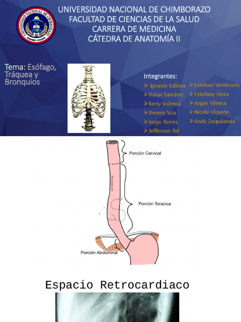 Esófago, Tráquea y Bronquios | PDF