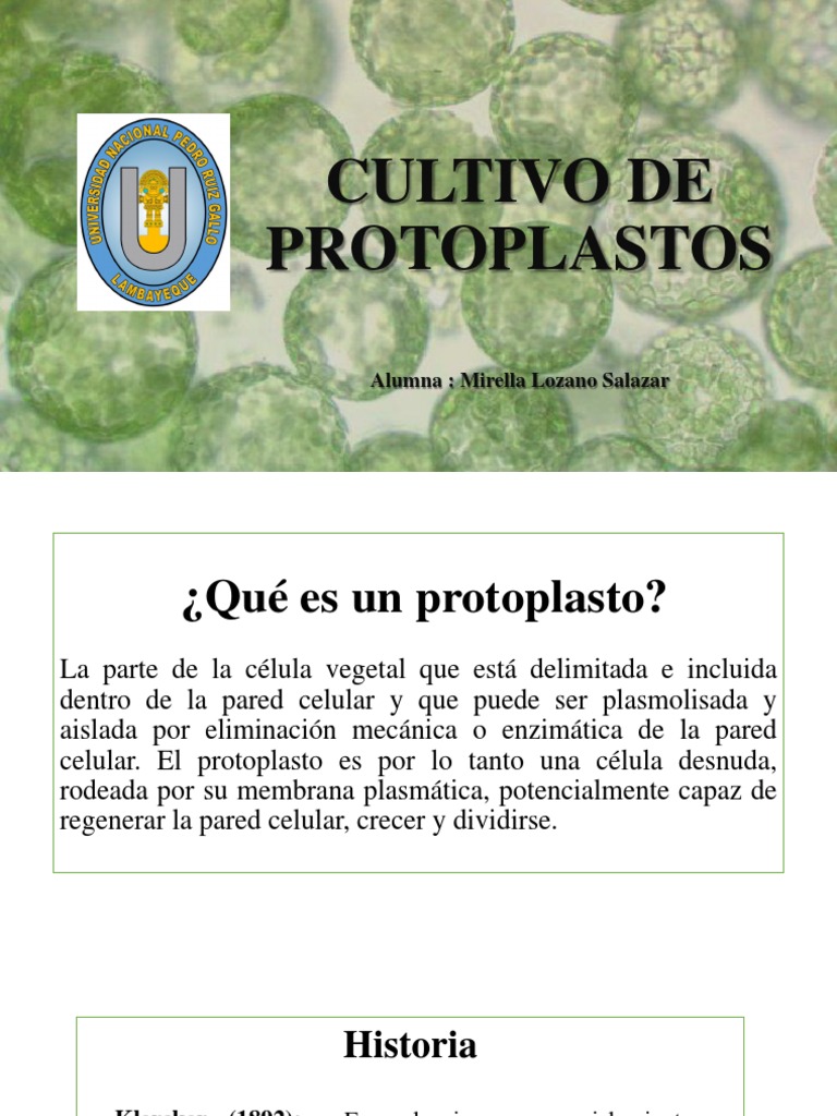 Cultivo y Fusión de Protoplastos Vegetales | PDF | Enzima | Pared celular