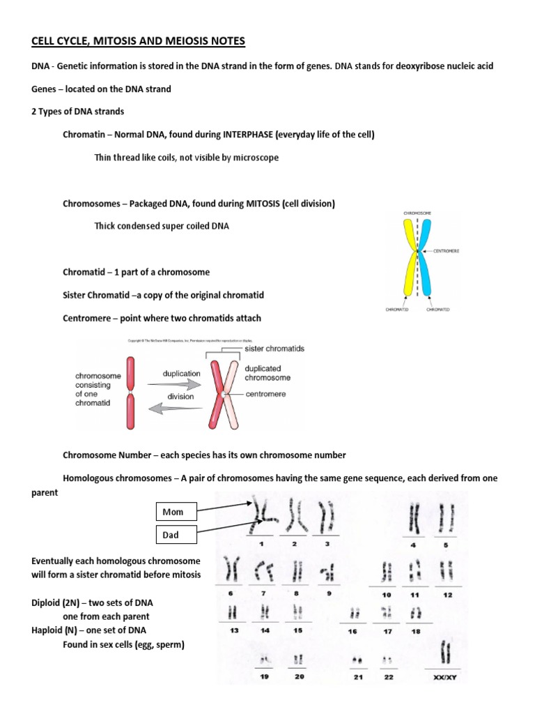 Mitosis and Meiosis Overview Notes | PDF | Meiosis | Mitosis