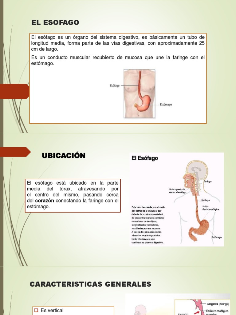 #4 Esofago ANATOMIA | PDF | Esófago | Abdomen