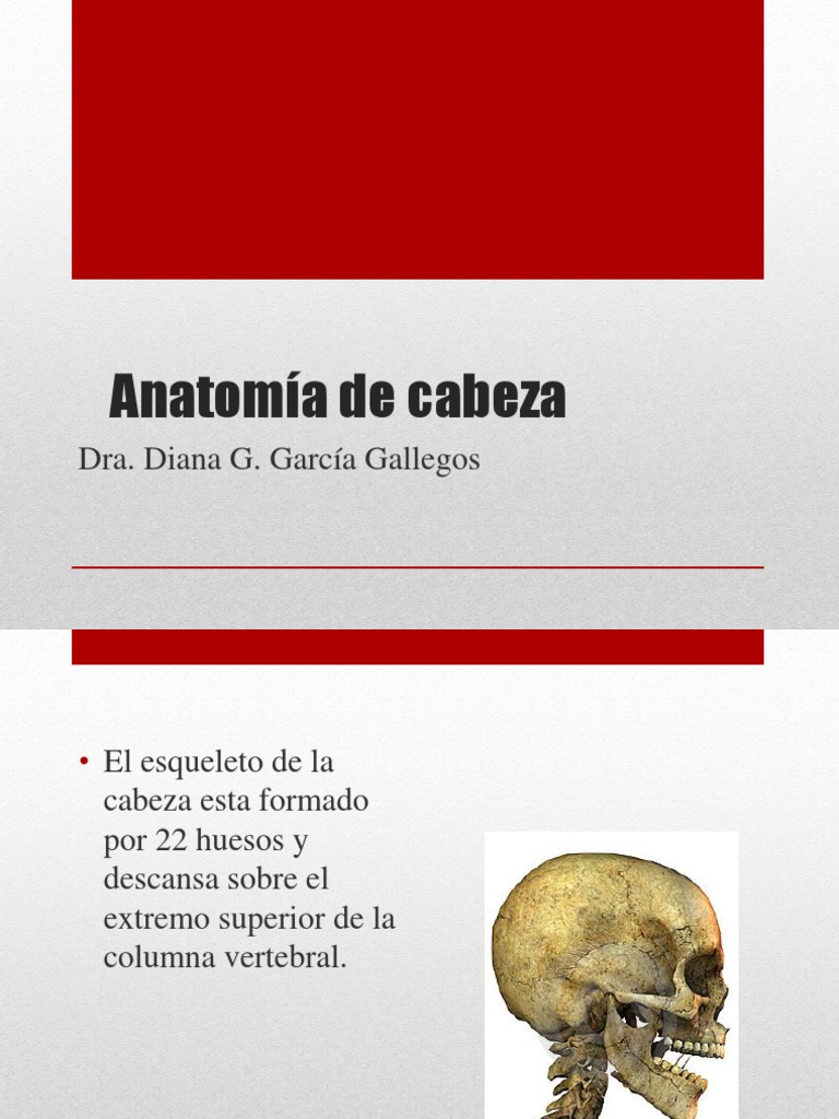 Anatomía de Cabeza | PDF | Cráneo | Cabeza y cuello humanos