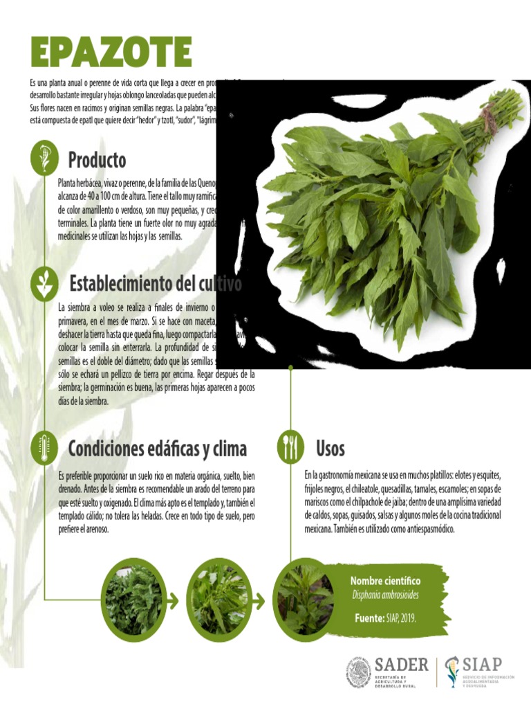 Cultivo y Usos del Epazote | PDF | Plantas | Botánica