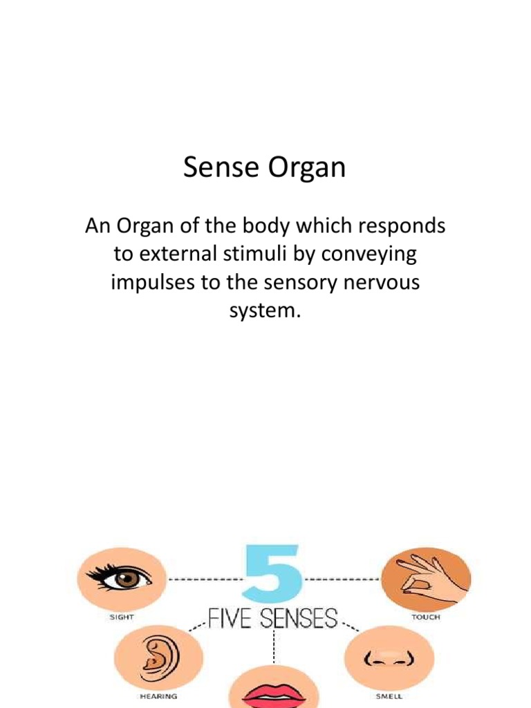 Sense Organ Final | PDF