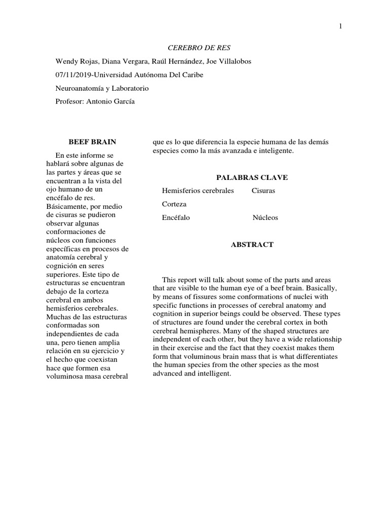 Cerebro de Res Lab | PDF | Cerebelo | Cerebro
