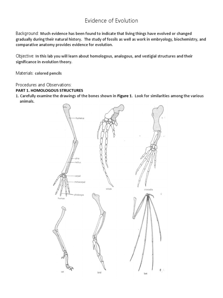 Evidence of Evolution: Part 1. Homologous Structures | PDF | Homology ...