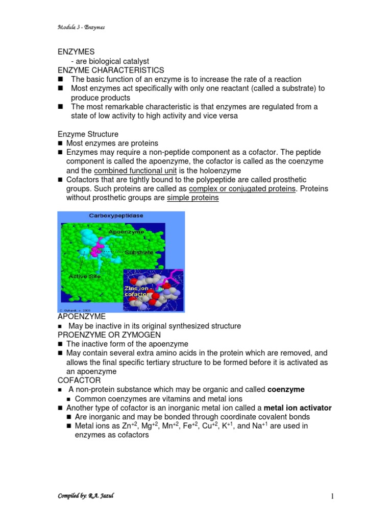 Module 3 ENZYMES Student's PDF | PDF | Cofactor (Biochemistry) | Enzyme