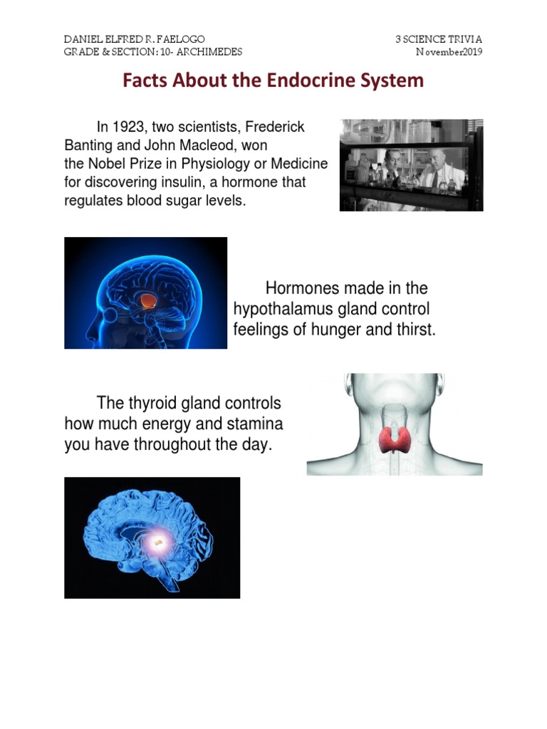 Facts About The Endocrine System | PDF