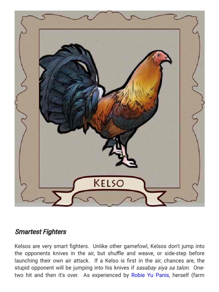Kelso - The Smartest Fighting Rooster and The Magic of Crossbreeding ...