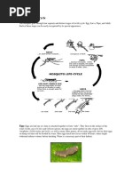 Life Cycle of Female Anopheles Mosquito | PDF | Mosquito | Fly