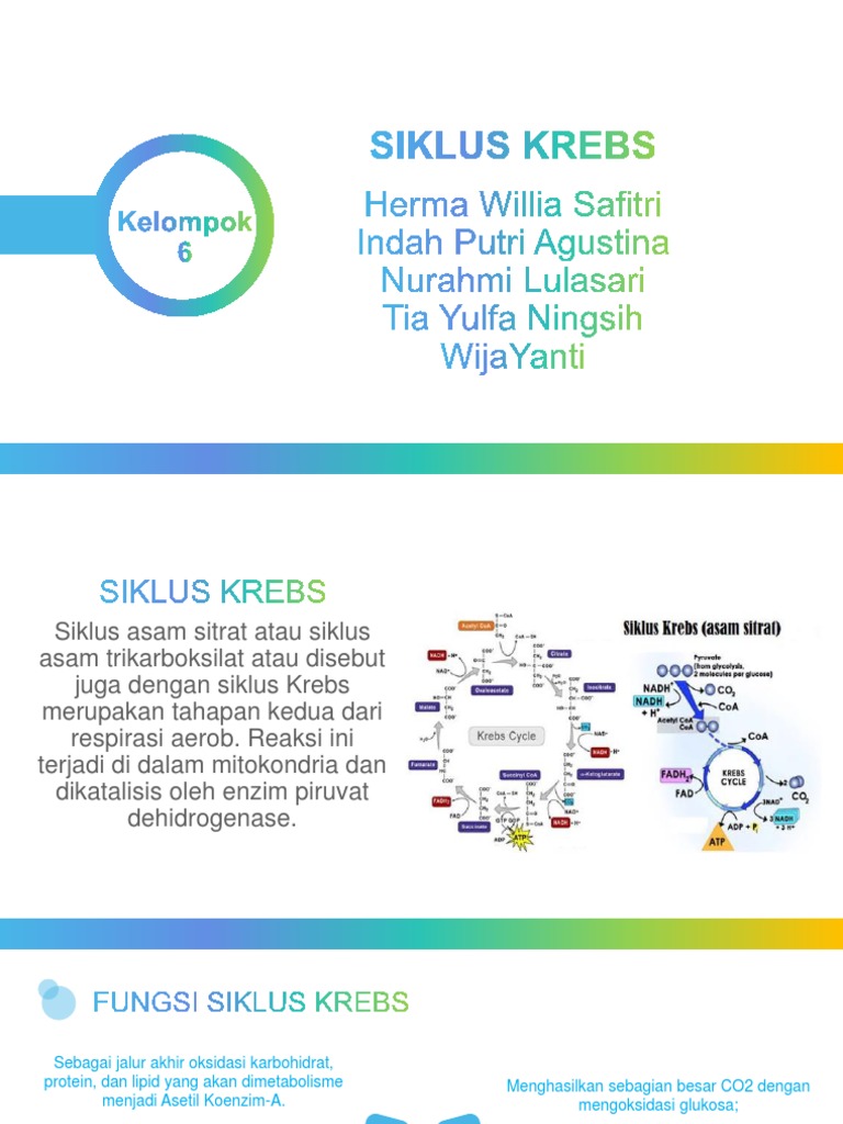 Siklus Krebs | PDF