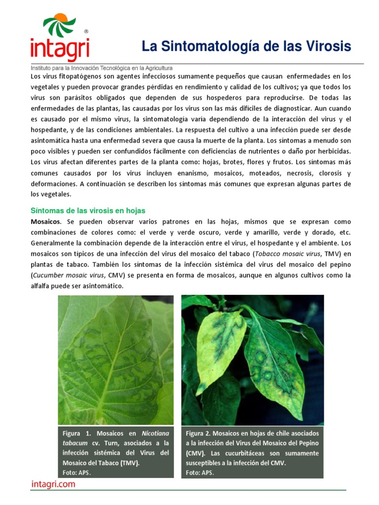 La Sintomatologia de Las Virosis-1 | PDF | Virus | Ramas de la botánica