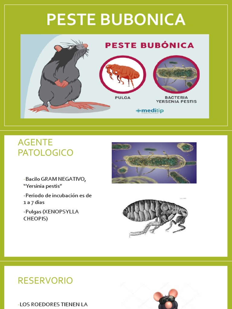 La Peste Bubonica | PDF | Peste (enfermedad) | Enfermedades y trastornos