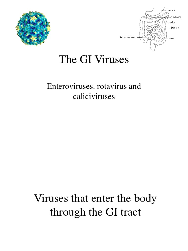 The GI Viruses: Enteroviruses, Rotavirus and Caliciviruses | PDF ...