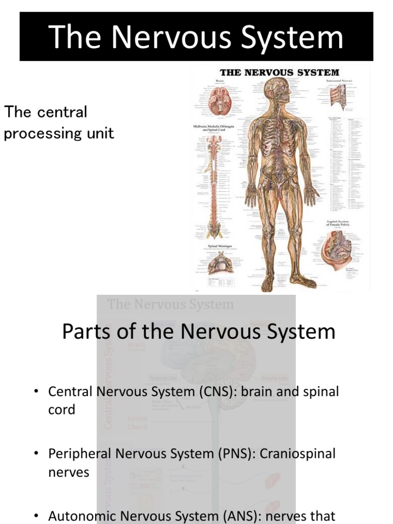 The Nervous System: The Central Processing Unit | PDF | Cerebrospinal ...