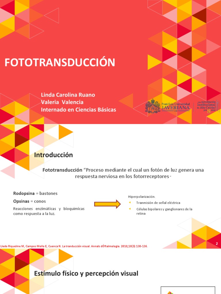 Fototransduccion Final 1 | PDF | Percepción visual | Retina