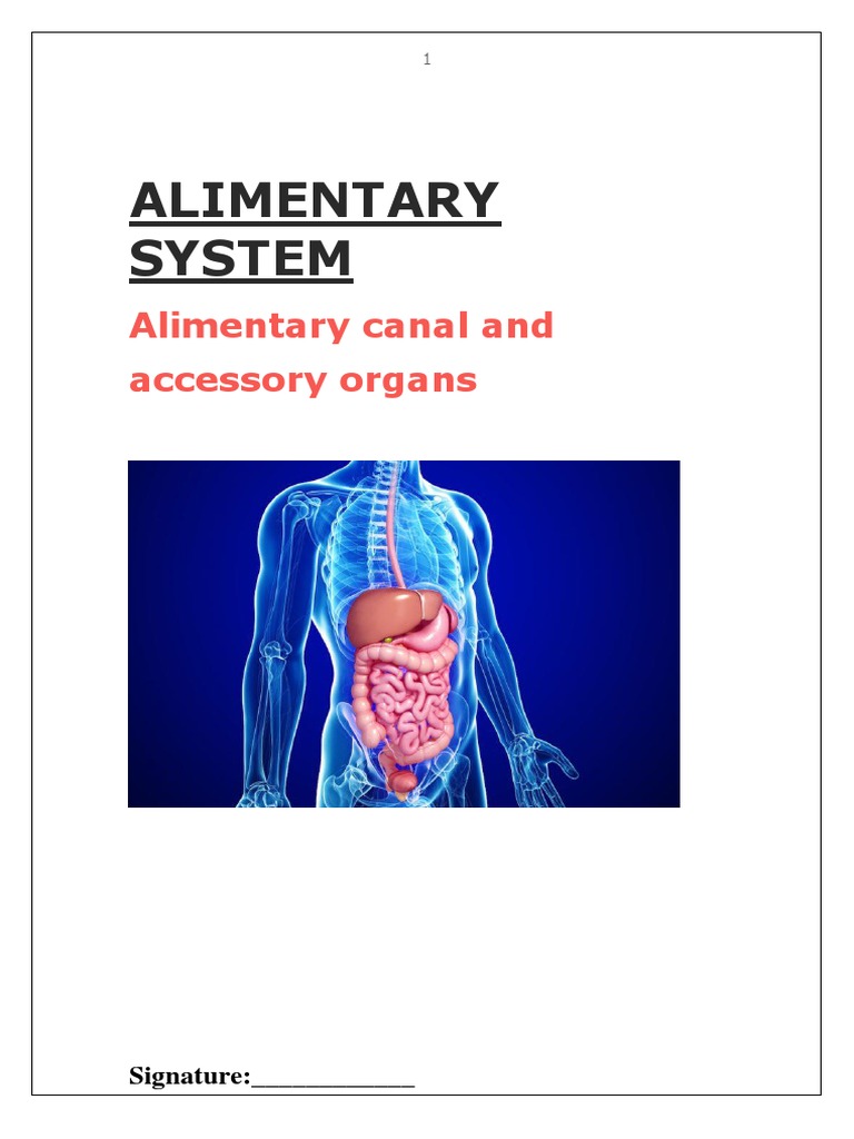 Alimentary System: Alimentary Canal and Accessory Organs | PDF ...