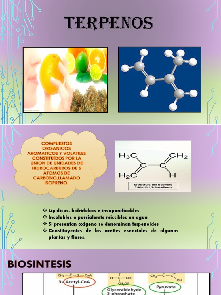 Terpenos | PDF | Plantas | Naturaleza