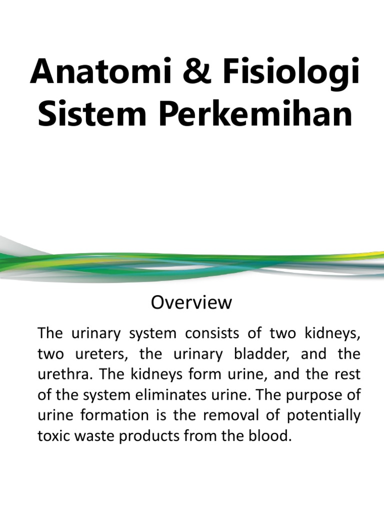 Anatomi Fisiologi Sistem Perkemihan | PDF
