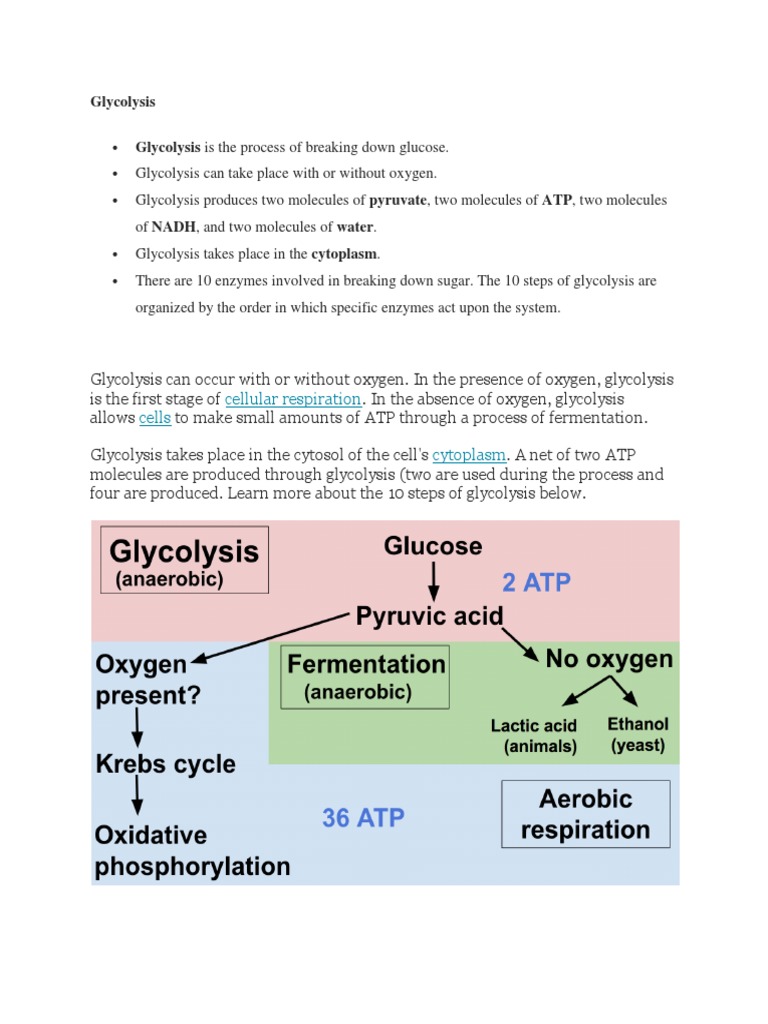 Glycolysis: Cellular Respiration Cells Cytoplasm | PDF | Glycolysis ...