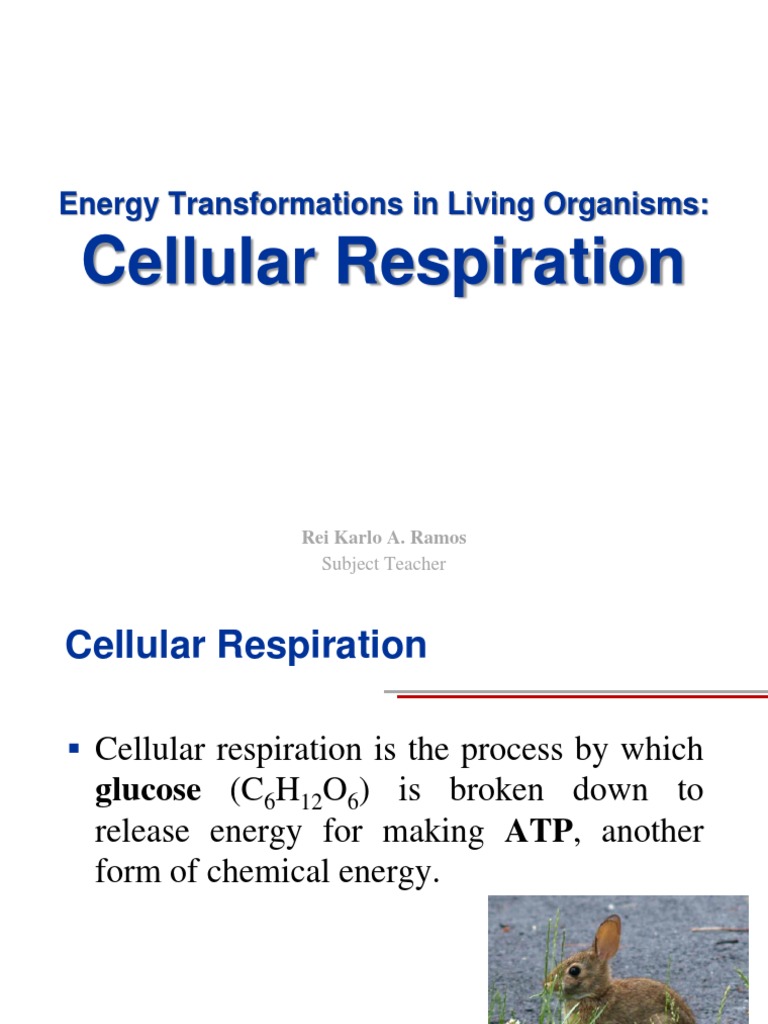 Cellular Respiration: Energy Transformations in Living Organisms | PDF ...