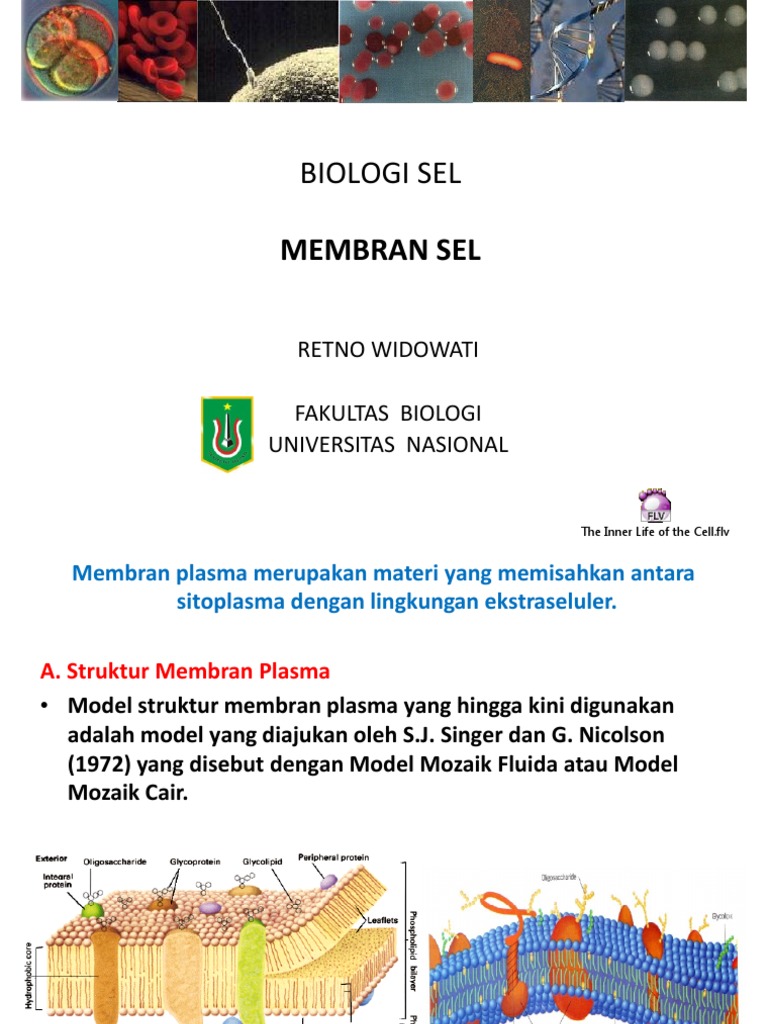 Membran Sel | PDF