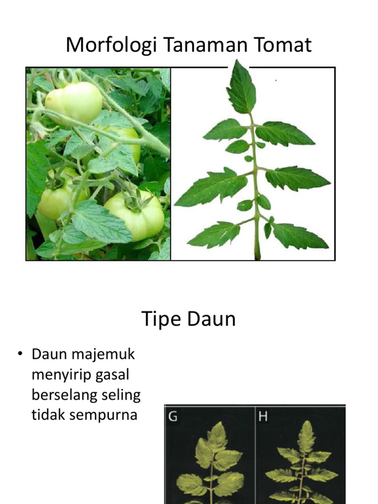Morfologi Tanaman Tomat | PDF