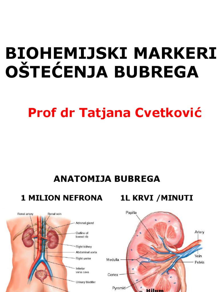 Bubreg - Kl. Biohemija | PDF