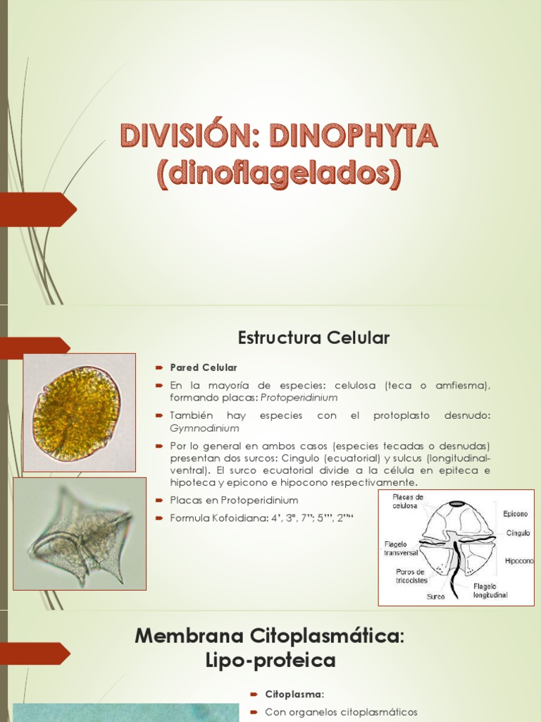 División Dinophyta | PDF | Biología | Organismos