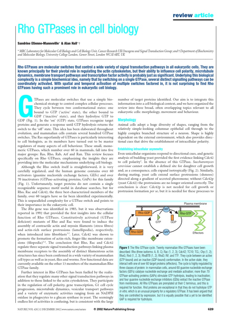 Rho GTPases in Cell Biology | PDF | Cell Migration | Actin