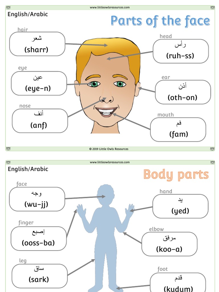 Face and Body Parts (Arabic) | PDF