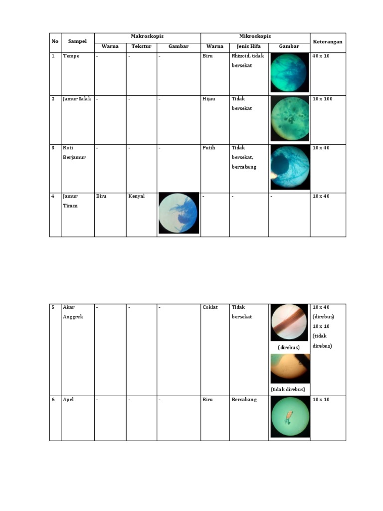 Tabel Pengamatan Praktikum Morfologi Jamur | PDF