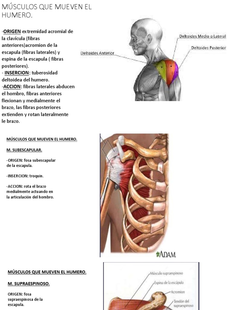 Músculos Que Mueven El Humero | PDF | Hombro | Sistema esquelético