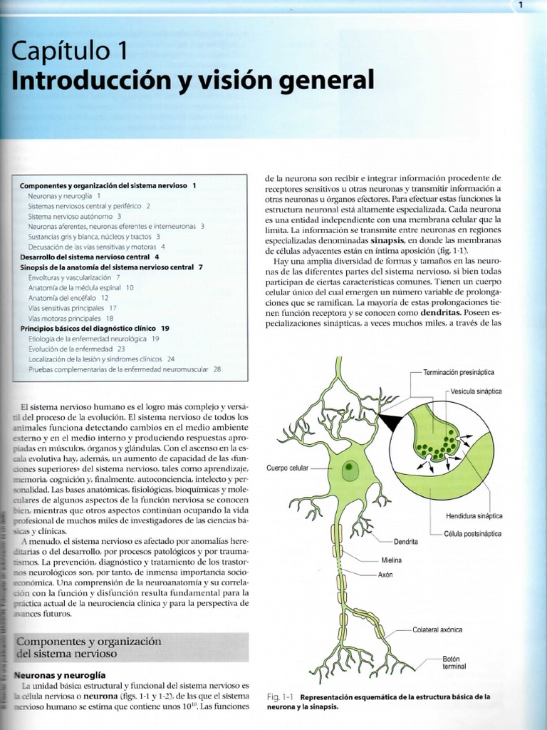 Neuroanatomia Cap 1 Introduccion y Vision General PDF | PDF