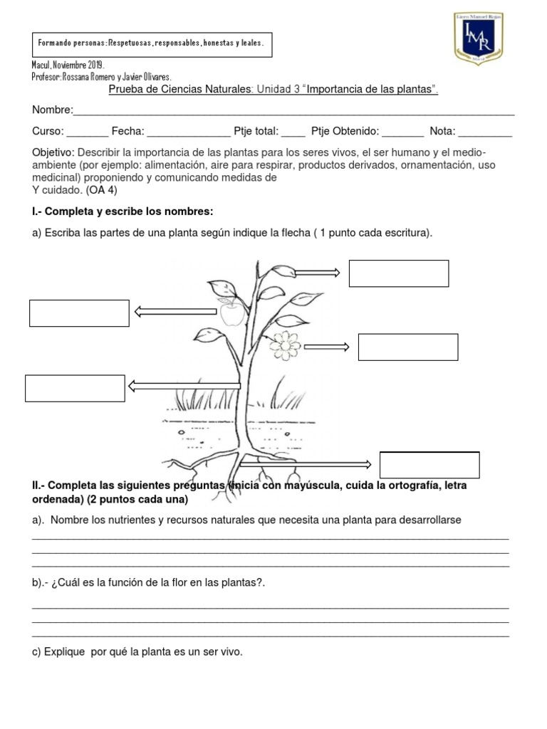 Prueba de Ciencias 3° Plantas | PDF | Plantas | Flores