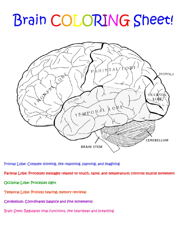 Brain Coloring Sheet | PDF