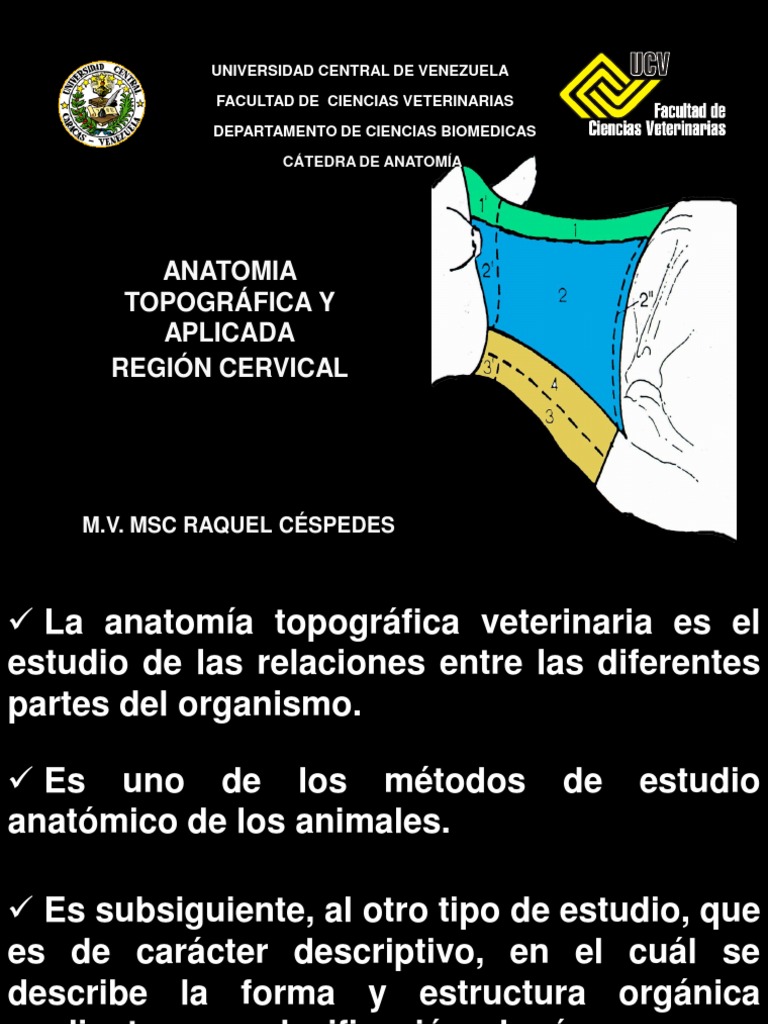 2.3 Anatomia Topografica Cervical | PDF | Términos anatómicos de ...