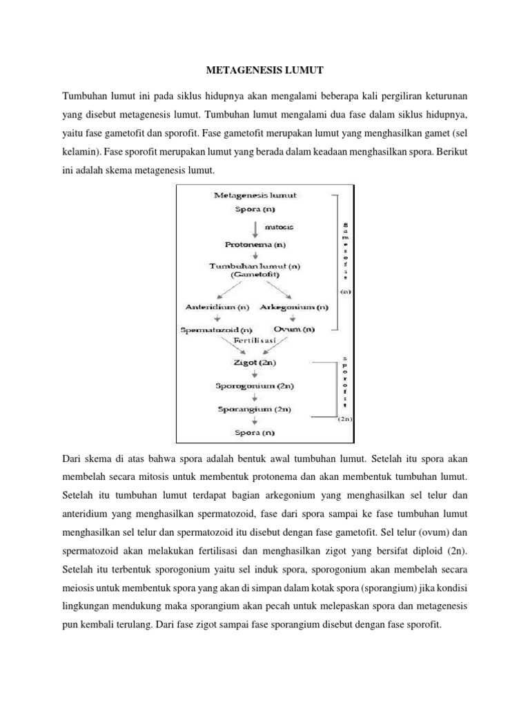 Metagenesis Lumut | PDF