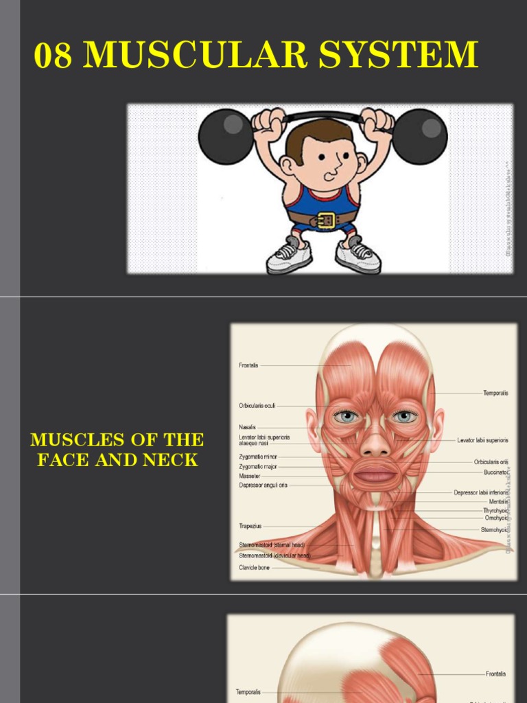 08 Muscular System Lab | PDF | Muscle Contraction | Muscle