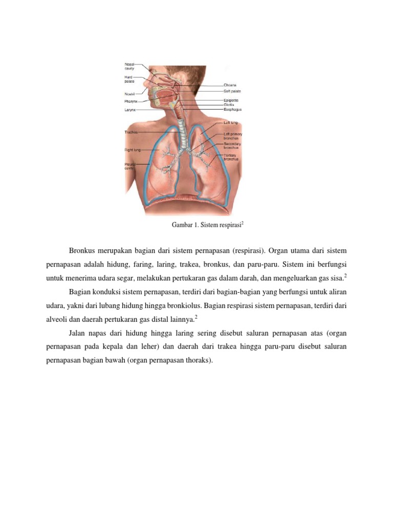 Anatomi Bronkus | PDF