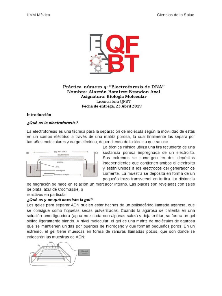 Electroforesis de DNA | PDF | Electroforesis | Adn