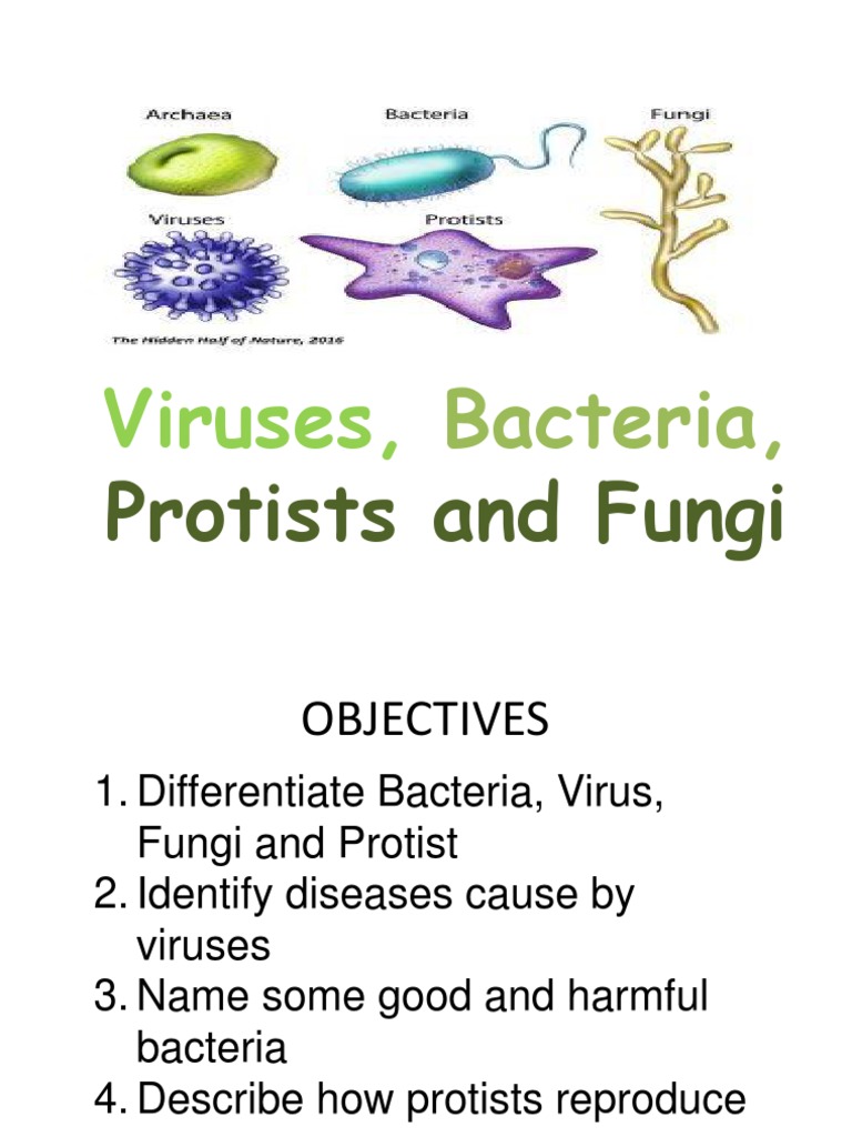 Viruses, Bacteria, Protists, Fungi Guide | PDF | Virus | Protozoa