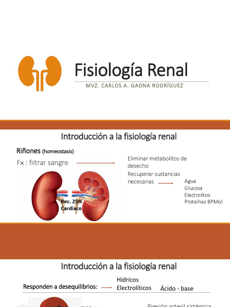 Fisiología Renal y Red Capilar Peritubular | PDF | Riñón | Fisiología