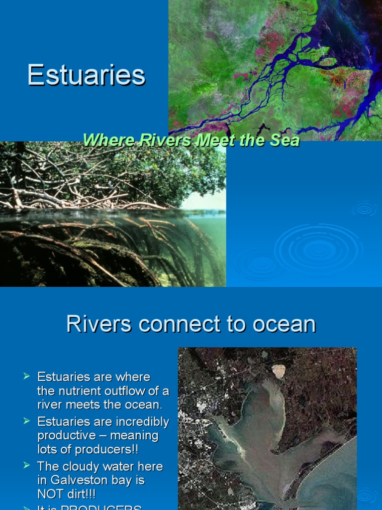 Estuaries Pdf Estuary Mangrove