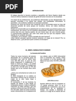 Historia y hallazgo del fósil Naia | PDF | Adn | Vida