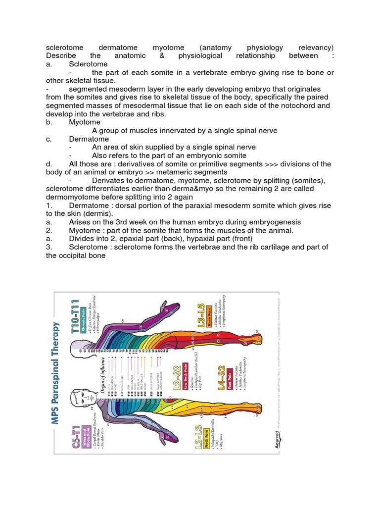 Sclerotome Myotome Dermatome