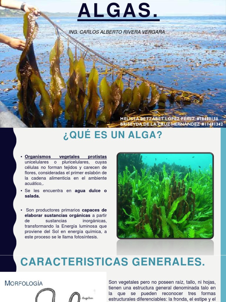 Tema Algas | PDF | Algas | Plantas
