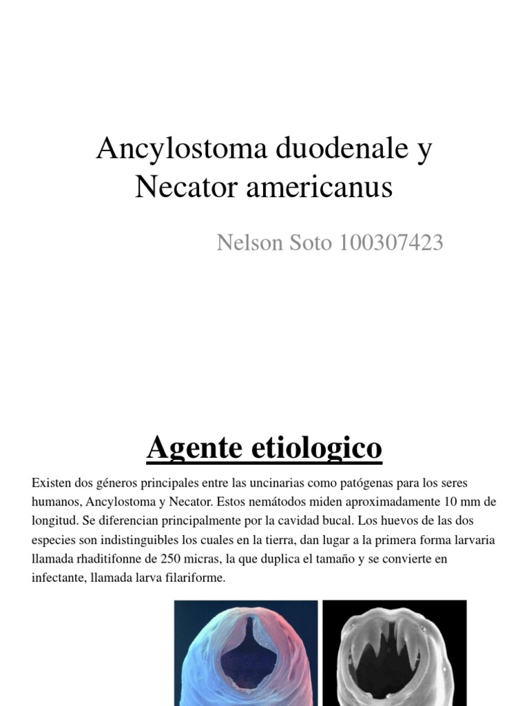 Morfología Del Necator Americanus