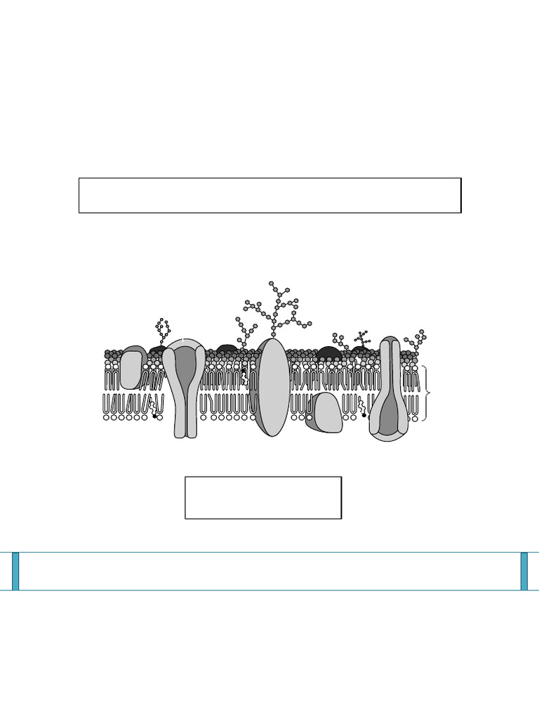 4 Cell Membranes and Transport Paper 2 CAIE 9700 AS Biology Classified ...