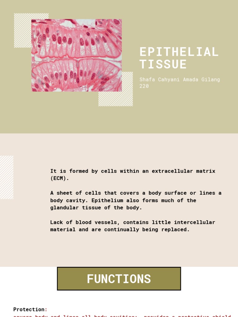 Epithelial Tissue PDF | PDF | Epithelium | Histology